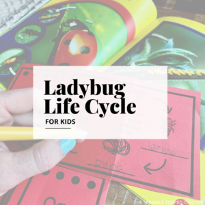Ladybug Life Cycle Printable Research Project