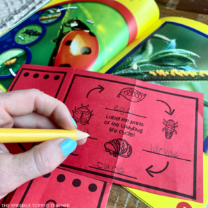Ladybug Life Cycle Printable Research Project