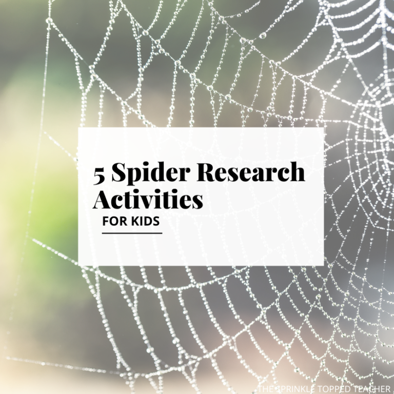 5 Spider Research Activities for Kids
